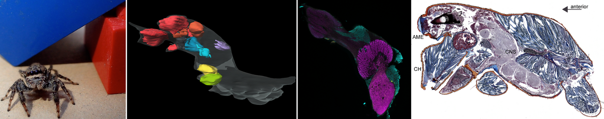 Anatomy, plasticity and functional roles of spider brain areas ...
